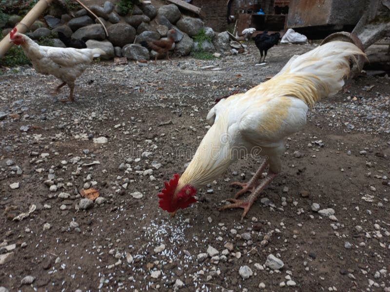 The White Rooster is in the Yard Being Fed Stock Image - Image of yard ...