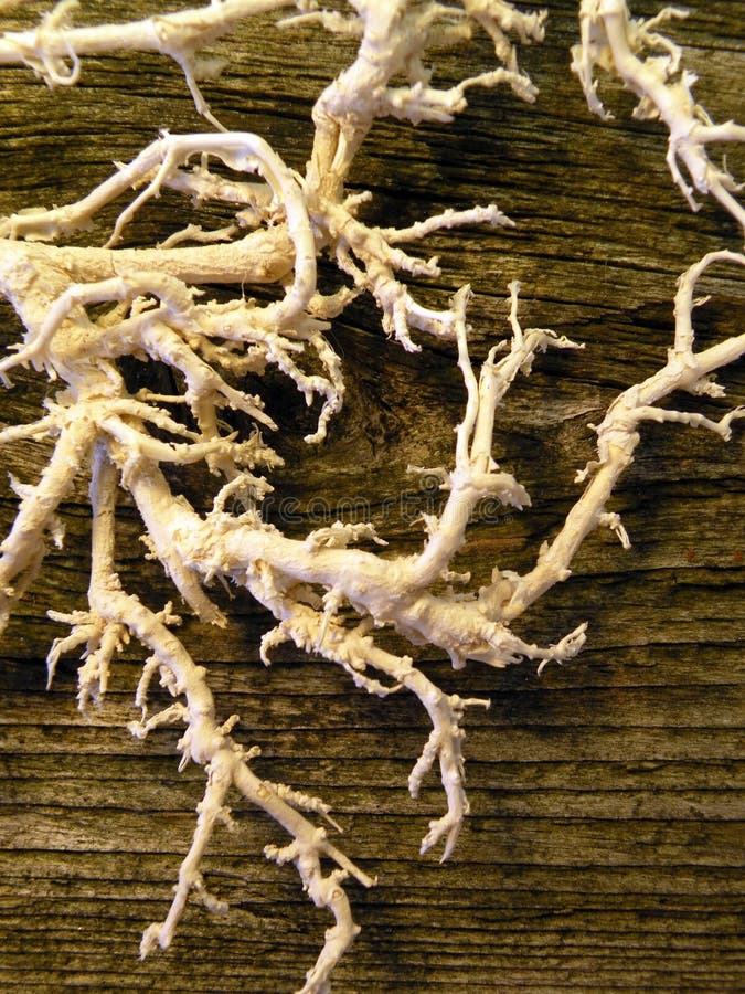 White root stock image. Image of desk, view, background - 35520775