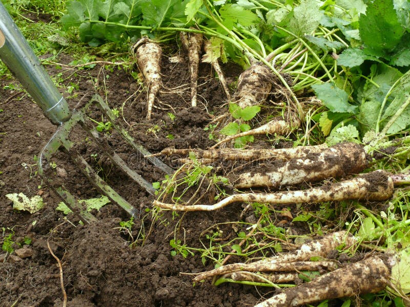 White roots stock image. Image of food, harvest, white - 11110983