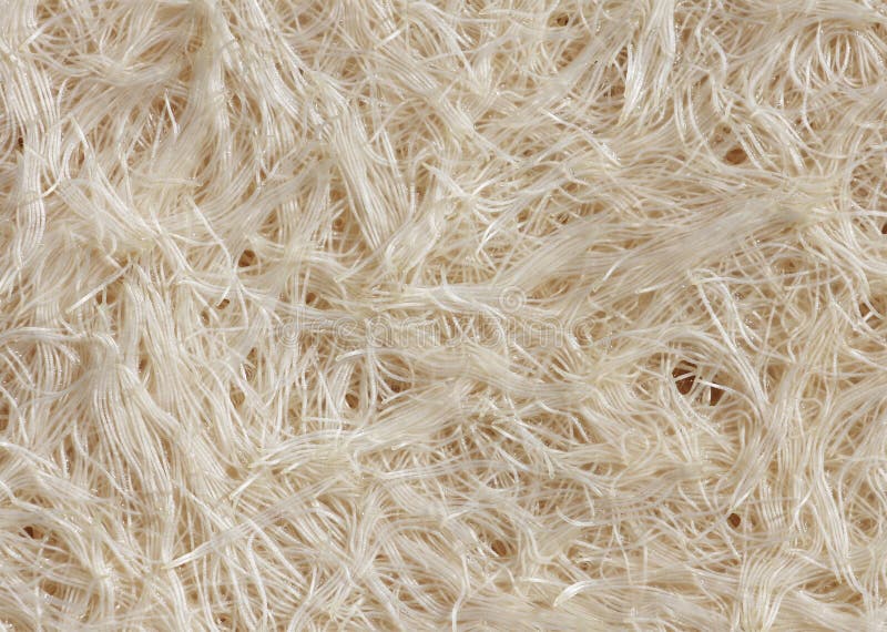 White Roots of Grass, Bottom View, Texture, Closeup Stock Image - Image ...