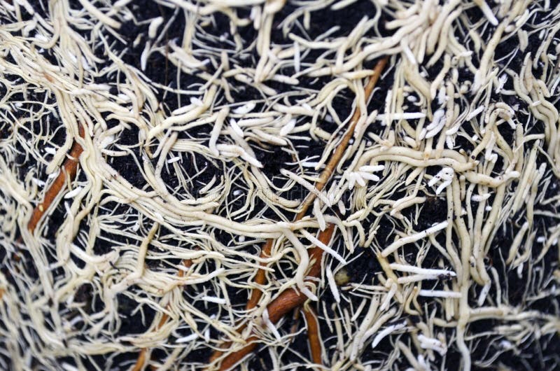 White roots of plants. stock image. Image of detail - 146086501