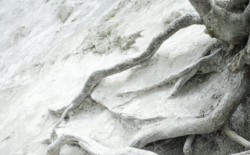 The White Roots of the Tree are Twisted on a Chalk Rock. the Roots Hold ...