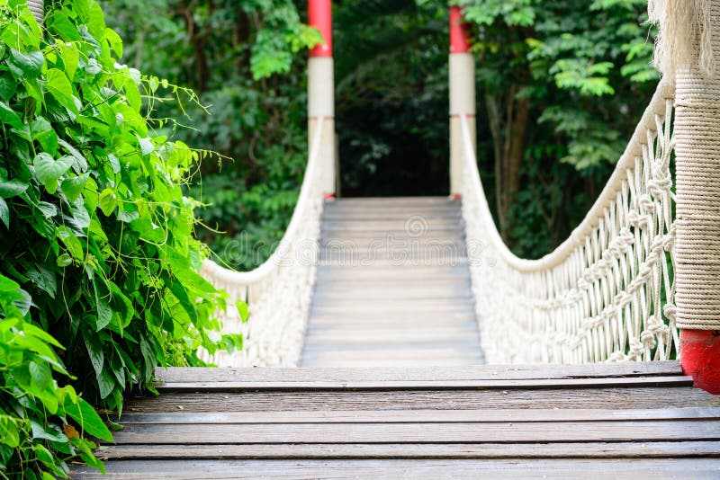White rope bridge stock photo. Image of walkway, forest - 43563886