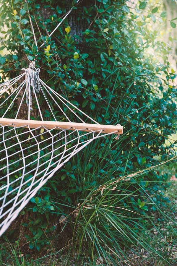 White Rope Hammock Hangs between Trees, Surrounded by Lush Foliage in ...