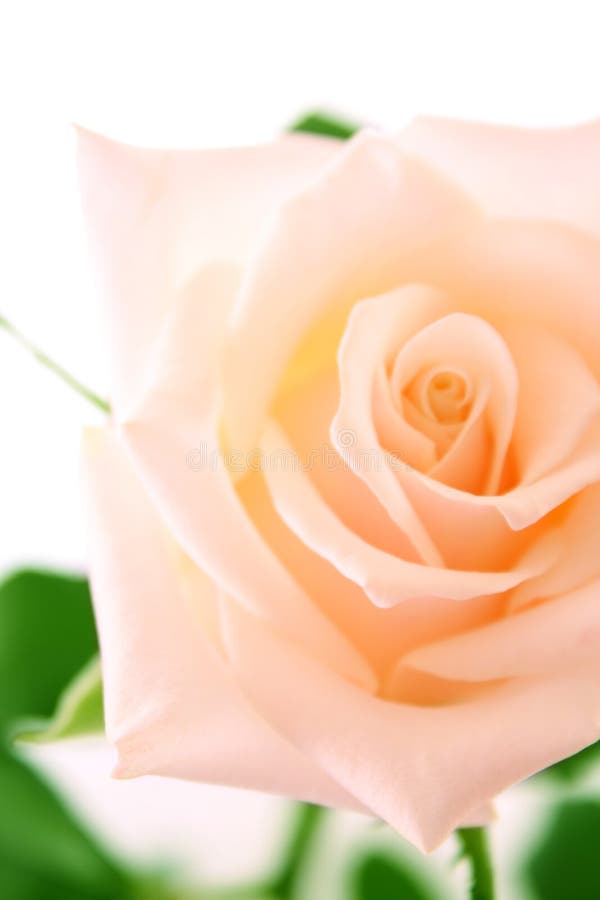 White rose stock photo. Image of stem, isolated, petals - 10564468