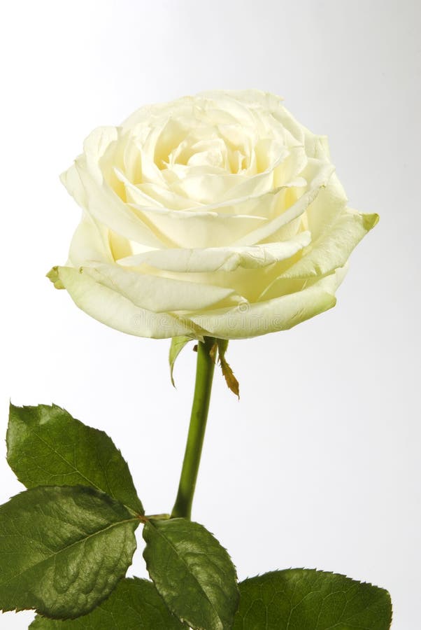 The white rose stock photo. Image of celebration, beauty - 12786904