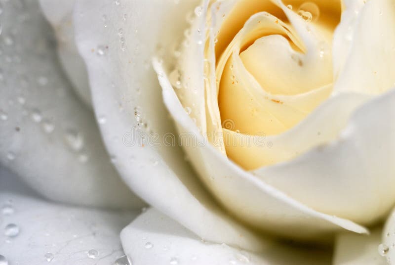 White rose stock photo. Image of flower, white, raindrop - 14353504