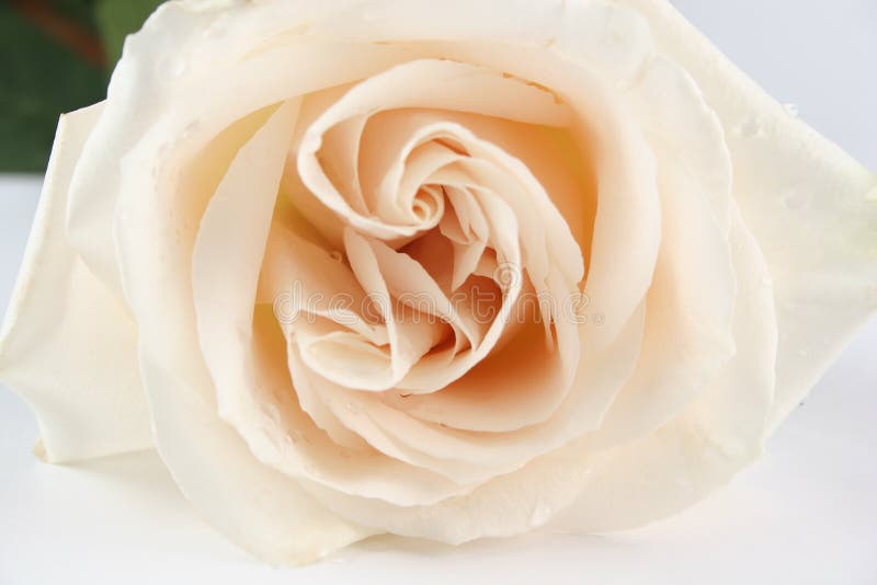 Wooden roses stock photo. Image of wood, white, flower - 1285366