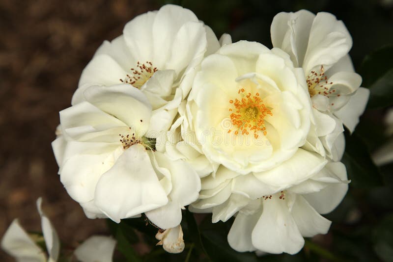 White rose stock image. Image of nature, fragile, bouquet - 22938727