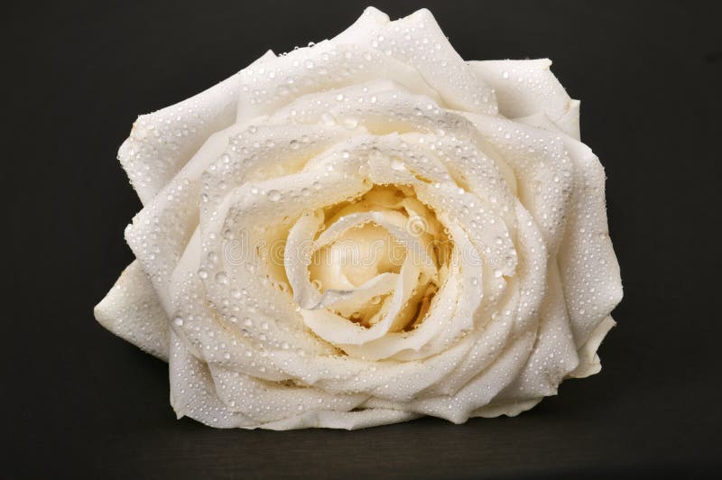 Decorative white rose stock photo. Image of black, blossom - 7357724