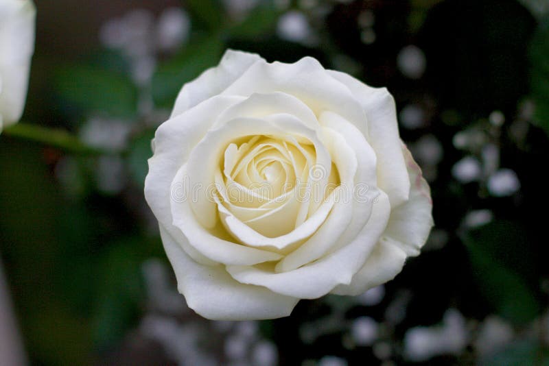 White Rose Macro Closeup with Dof Stock Image - Image of closeup ...