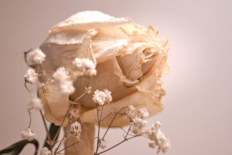Single Flower, Delicate White Rose, Exudes a Somber, Sad, Mournful ...