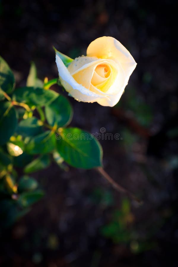 White rose stock image. Image of fresh, love, land, decor - 28800307