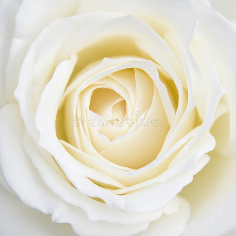 White Rose stock photo. Image of holiday, fresh, passion - 4189112