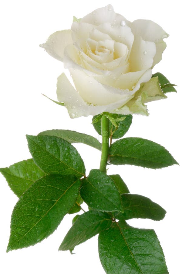 Single white rose. stock image. Image of wedding, background - 31079713