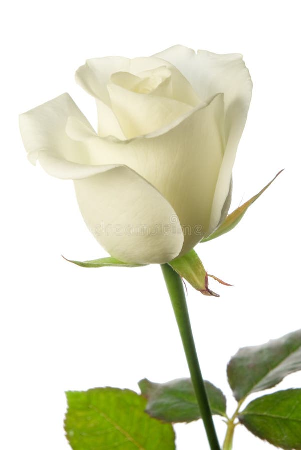 High Key Soft Focus White Rose Stock Photo - Image of roses, elegant ...