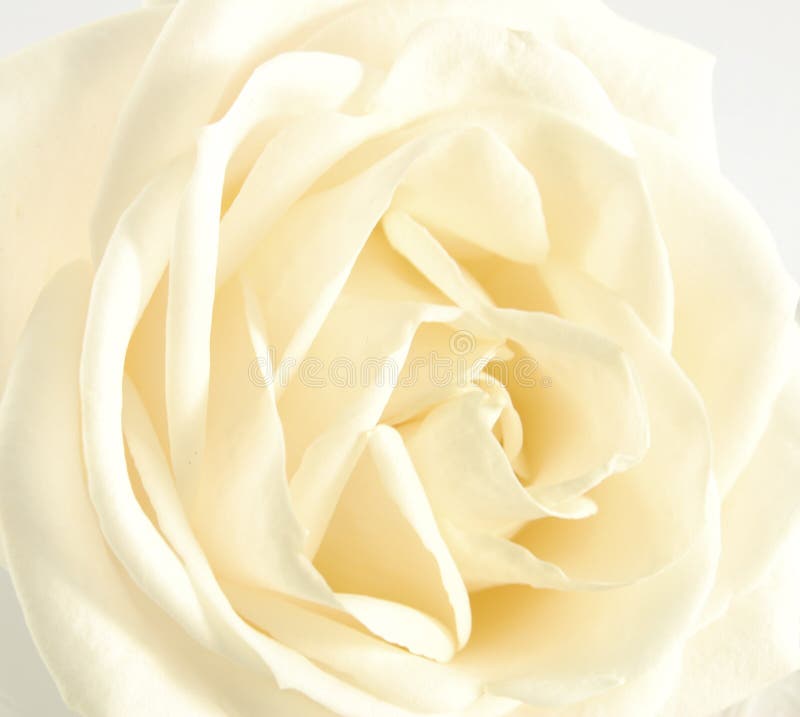 White rose stock image. Image of white, flower, cream - 7491767