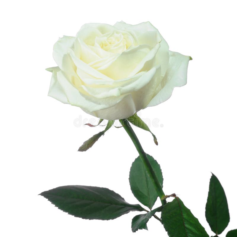 White rose stock photo. Image of backgrounds, celebration - 7618512