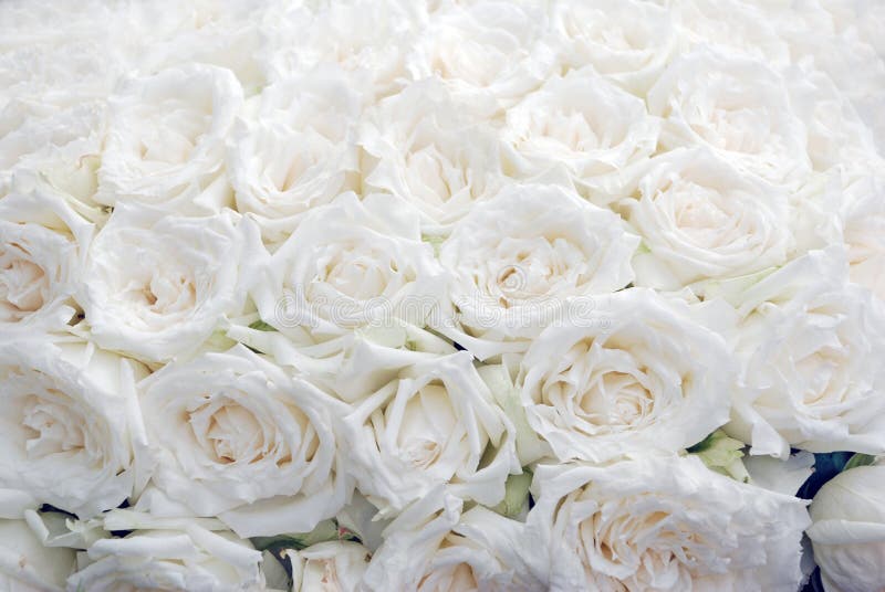 White rose background. stock photo. Image of decoration - 20220344