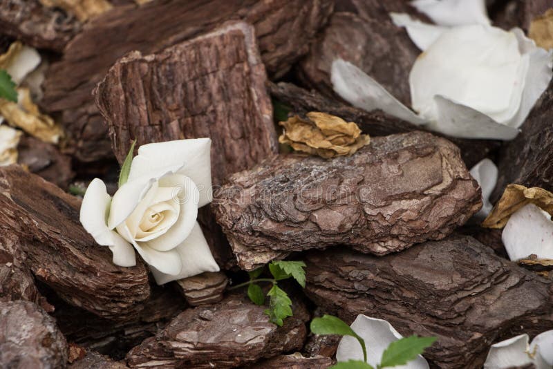 Bark with Rose Petals.Selective Focus, Toned Image, Film Effect Stock ...