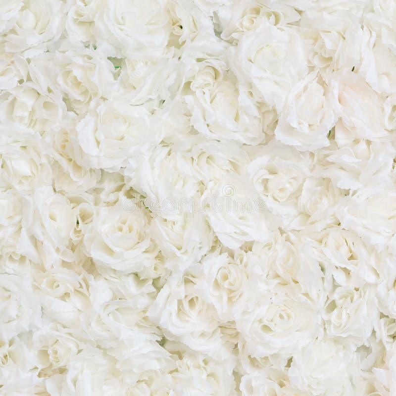 White rose background stock photo. Image of bloom, passion - 42421566