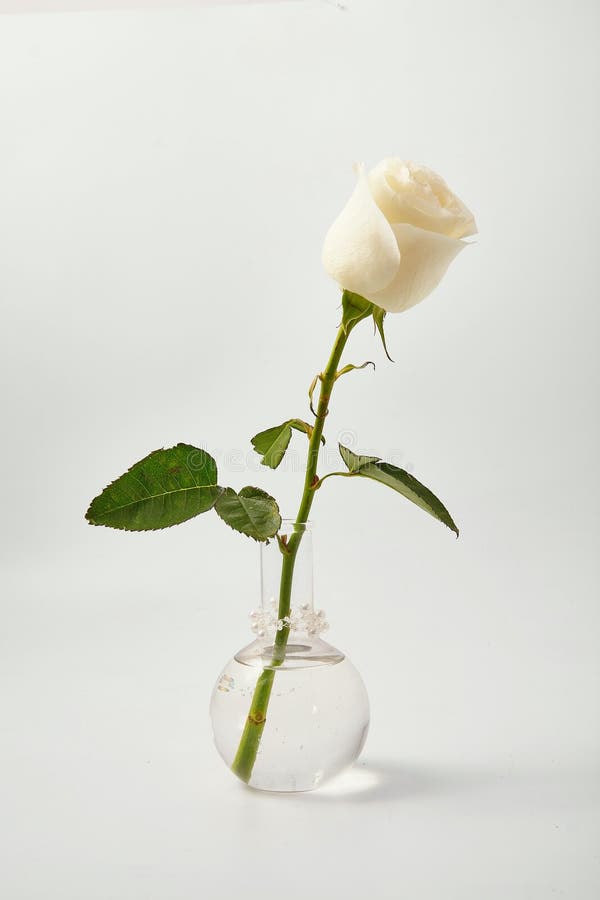 White Rose on White Background in Studio Stock Photo - Image of aroma ...