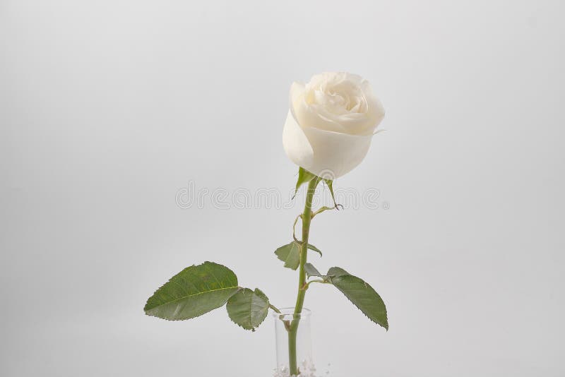 White Rose on White Background in Studio Stock Photo - Image of aroma ...