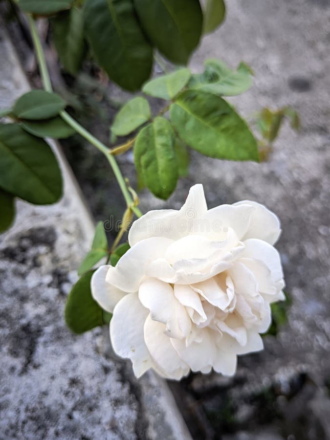 White Rose Beautiful from Love Forever Stock Image - Image of love ...