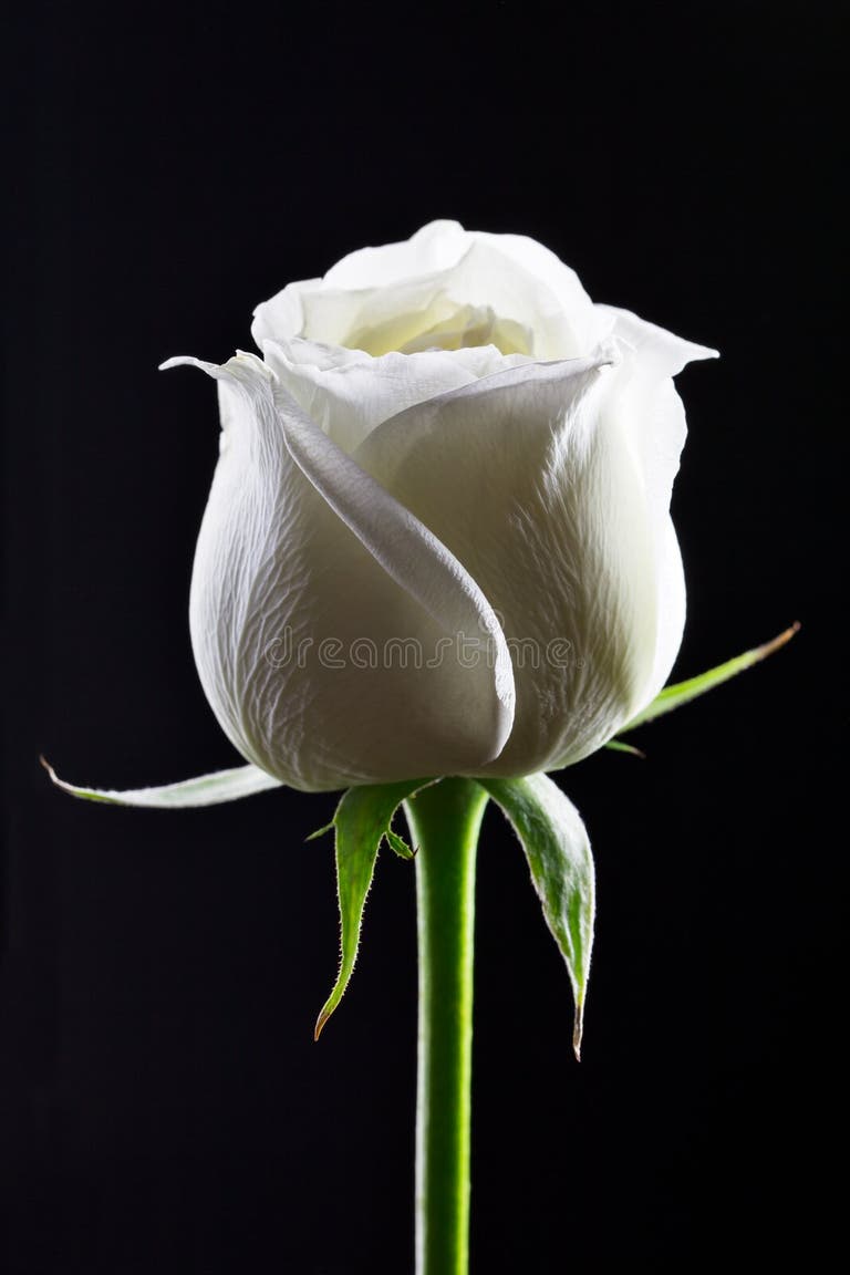 80,229 White Rose Black Background Stock Photos - Free & Royalty-Free ...