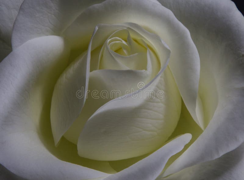 White Rose on a Black Background Stock Photo - Image of single, closeup ...