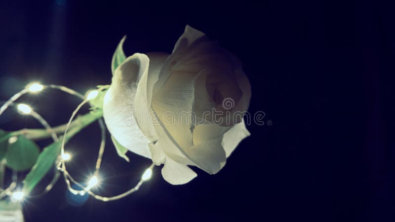 White rose in lights stock image. Image of black, flower - 191626275