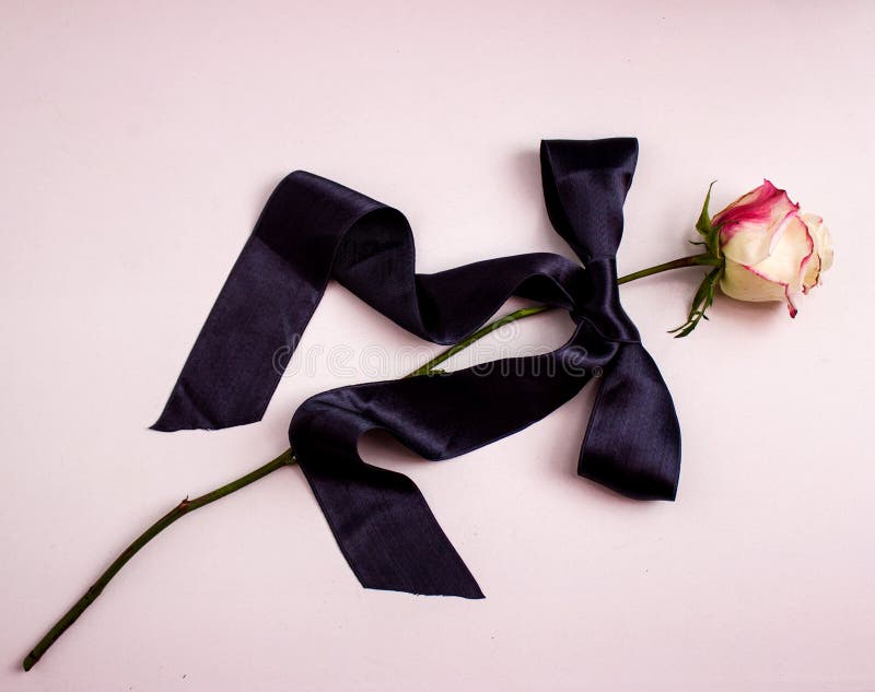 White Rose with Black Ribbon Stock Photo - Image of gift, design: 65239720