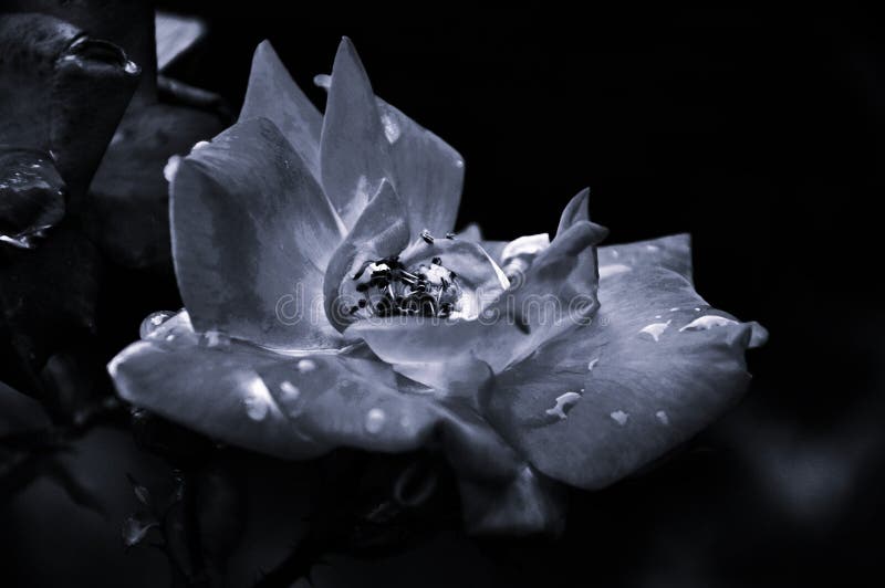 White Rose in Black and White Colours Stock Image - Image of flower ...