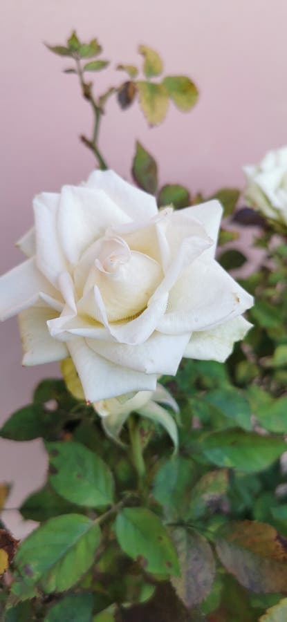White rose bloom stock image. Image of bloom, shrub - 177758355