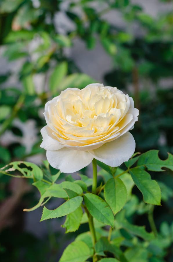 White Rose is Blooming in the Botanical Garden. Stock Image - Image of ...