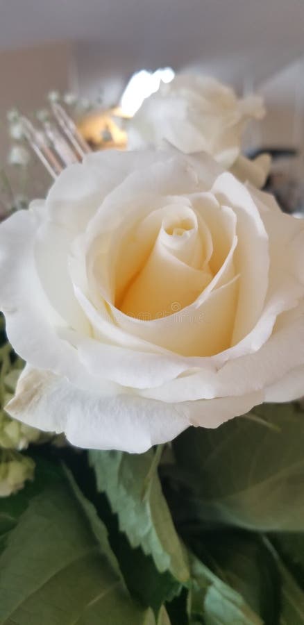White rose bloom stock image. Image of white, rose, bloom - 159455533