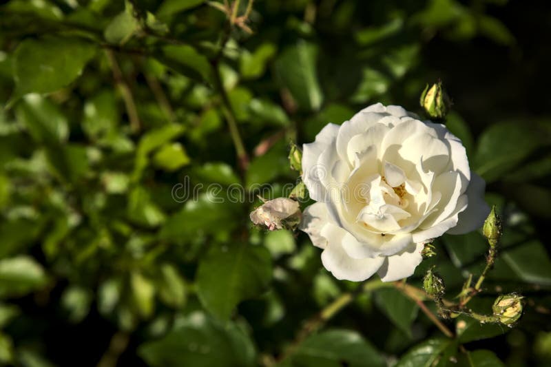 White Rose in Bloom in a Bush at Sunset Seen Up Close Stock Image ...
