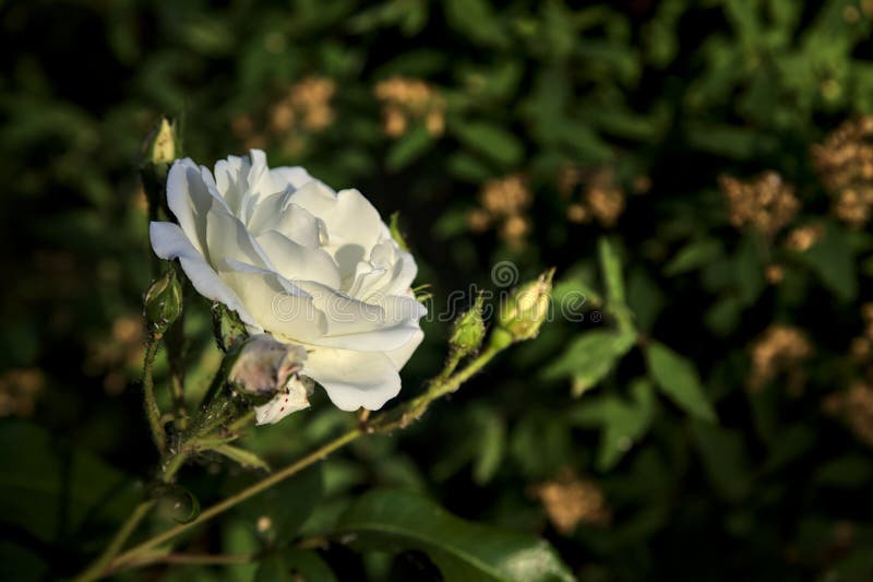 White Rose in Bloom in a Bush at Sunset Seen Up Close Stock Image ...