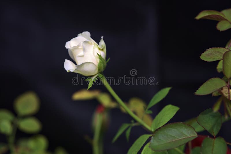 White rose in bloom stock photo. Image of floral, bright - 341232632