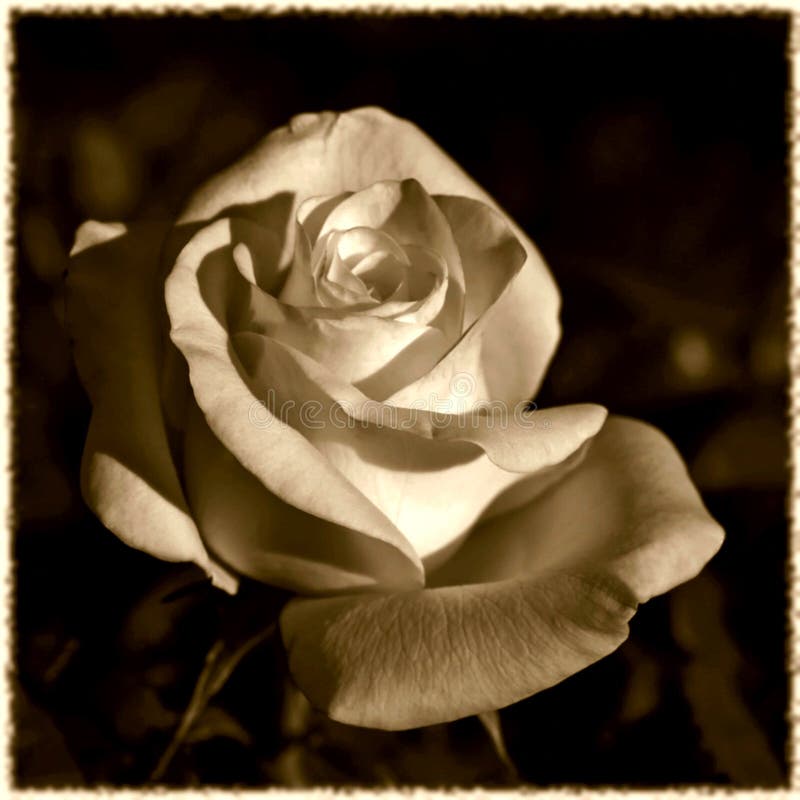 White Rose Flowers on a Dark Background Stock Image - Image of white ...