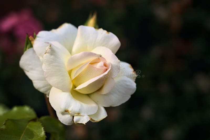 White Rose almost in Bloom Seen Up Close Stock Image - Image of floral ...