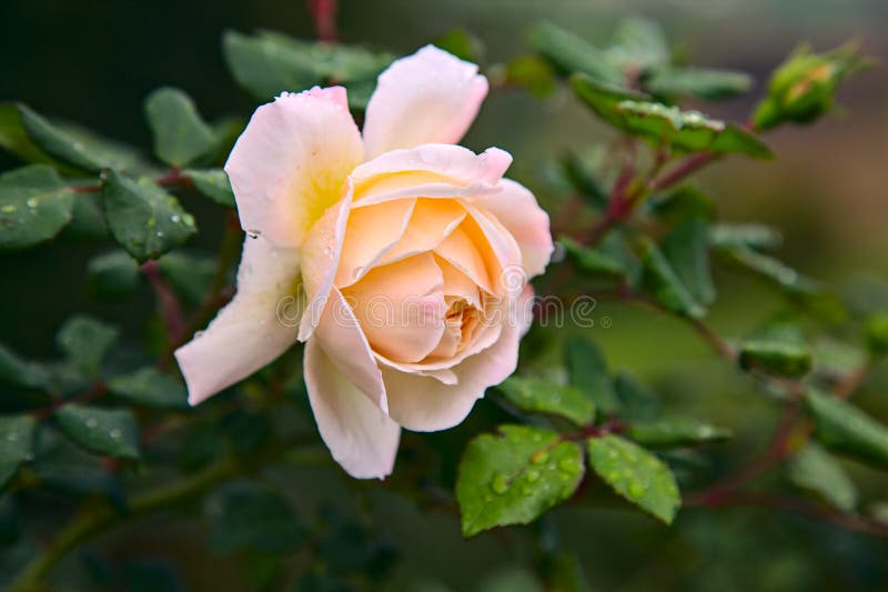 A White Rose in Bloom Surrounded by Foliage Stock Image - Image of gift ...