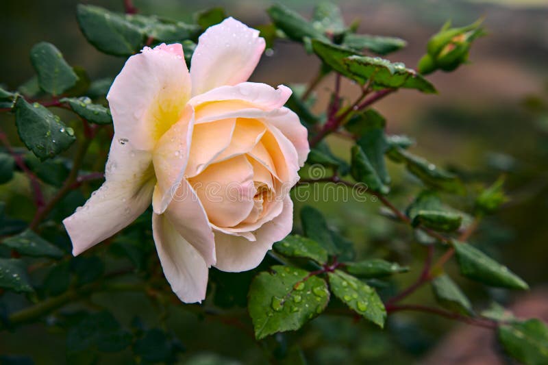 A White Rose in Bloom Surrounded by Foliage Stock Image - Image of ...