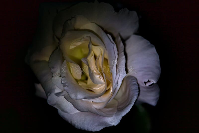 White Rose in Bloom Under a Direct Light with Black Background Seen Up ...