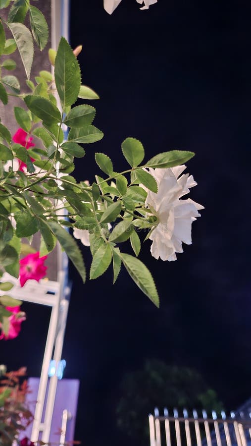 White Rose Blooming Against the Night Sky Stock Photo - Image of night ...