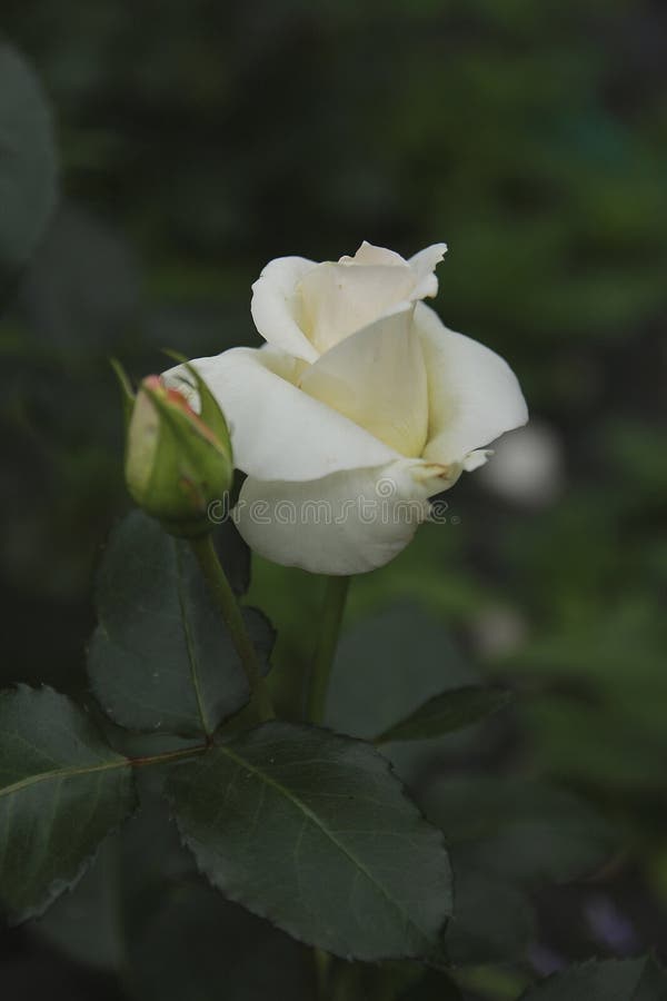 White Rose Blooming Beautifully in the Garden, Close-up Stock Image ...