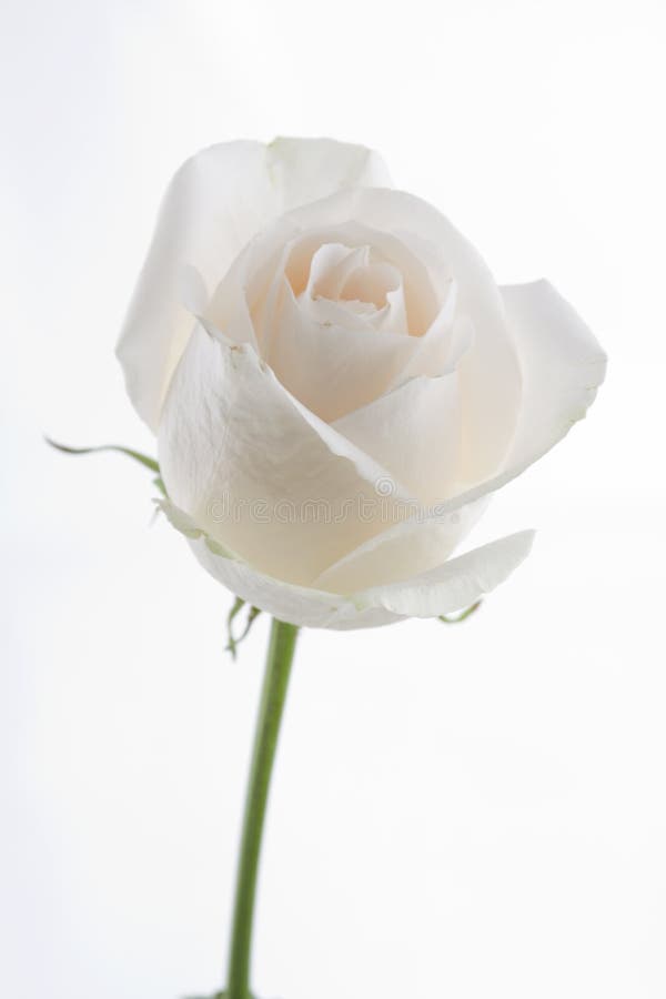 Decorative white rose stock photo. Image of black, blossom - 7357724