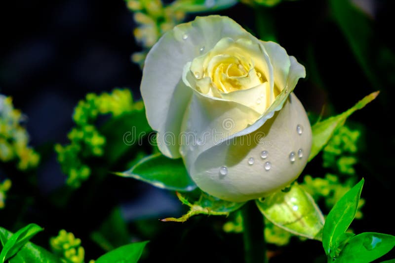 White rose bud close-up. stock photo. Image of floral - 162113784