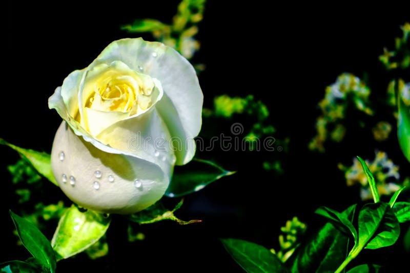 White rose bud close-up. stock photo. Image of floral - 162113784