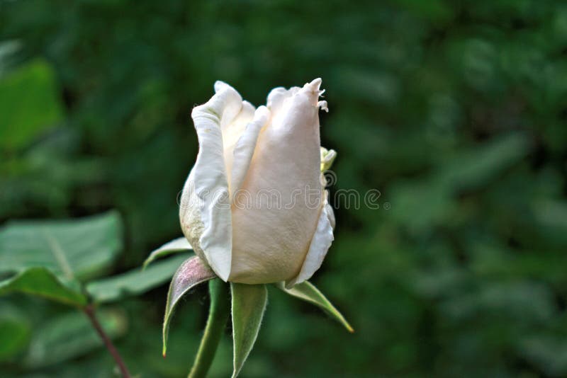 White Rose Bud stock image. Image of petals, nature, flora - 94596805